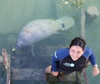 The ecological significance of the Amazonian manatee | One Earth